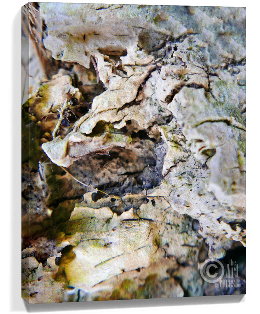 The Art Of Trees Gallery | Tree Paintings and Artworks For Sale