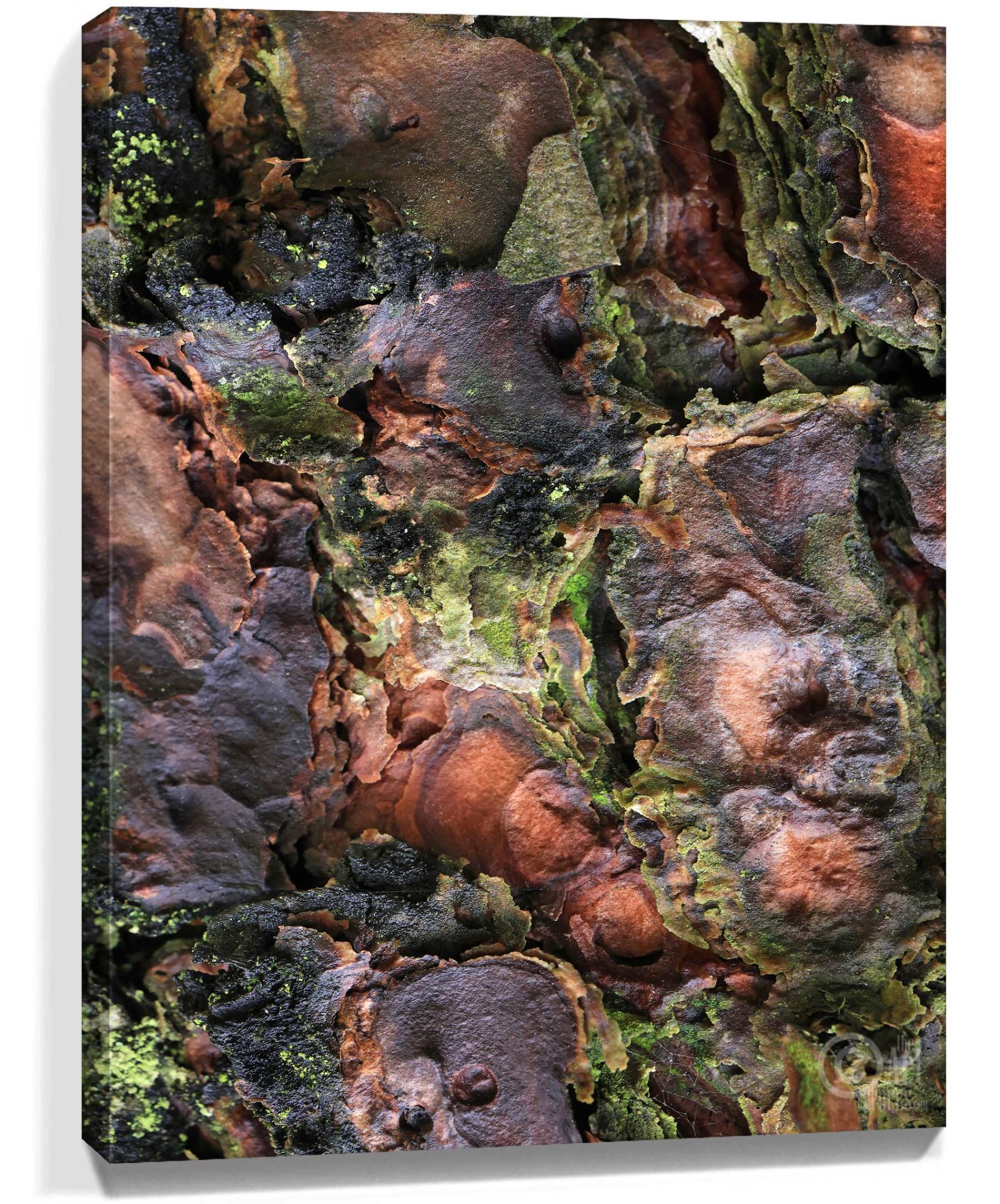 The Art Of Trees Gallery | Tree Paintings and Artworks For Sale