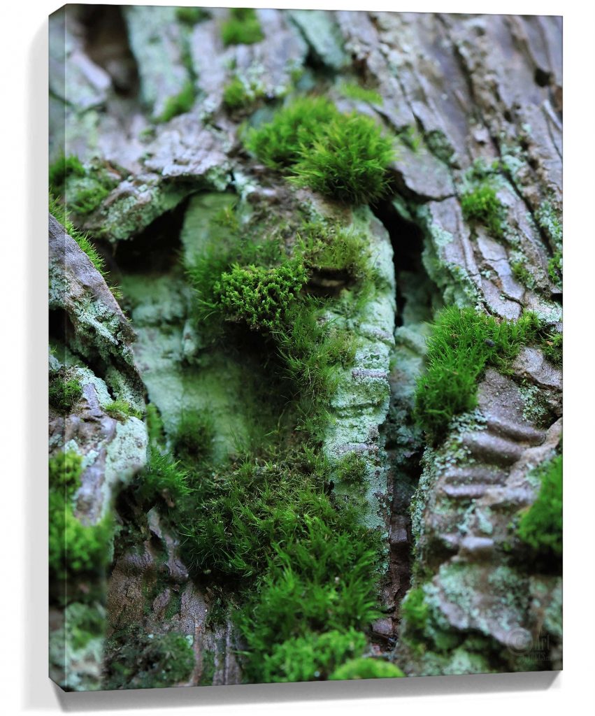 The Art Of Trees Gallery | Tree Paintings and Artworks For Sale