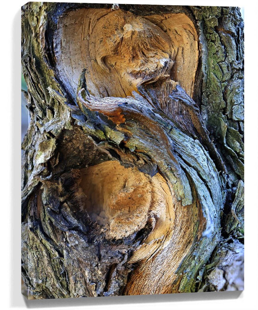 The Art Of Trees Gallery | Tree Paintings and Artworks For Sale